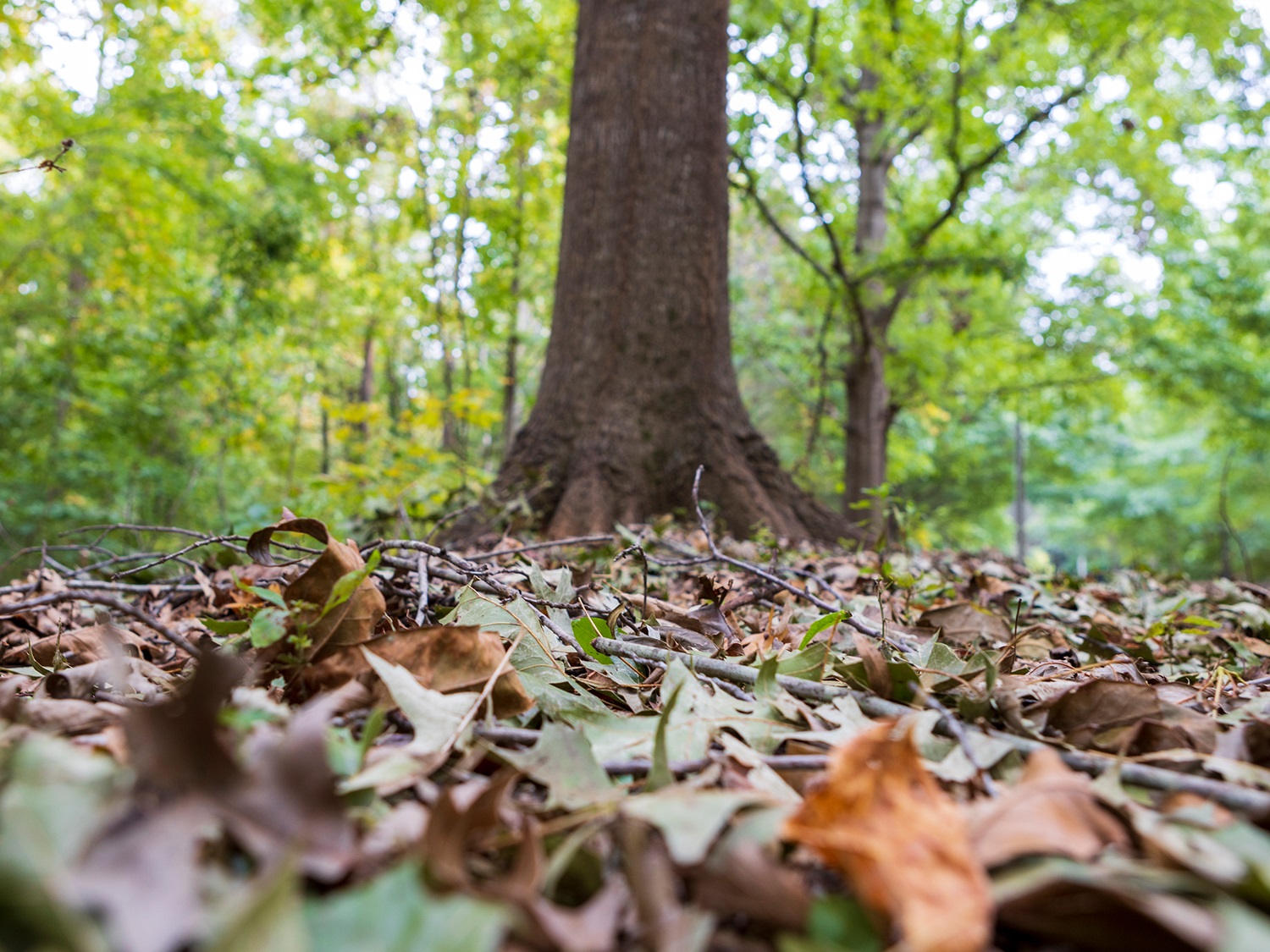 Leave the Leaves - Southeast Sustainability Directors Network